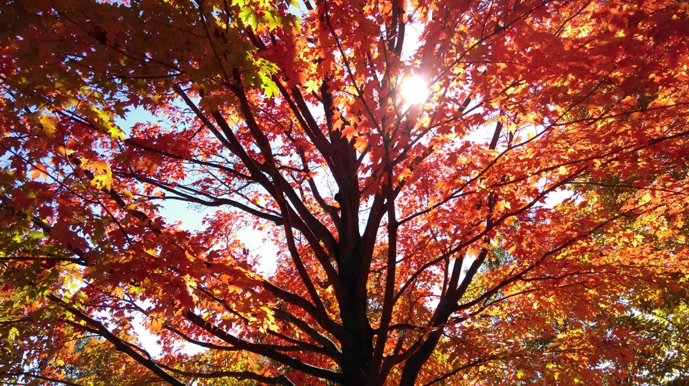 Autumn as a metaphor for the spiritual life | Co-Author Your Life with God